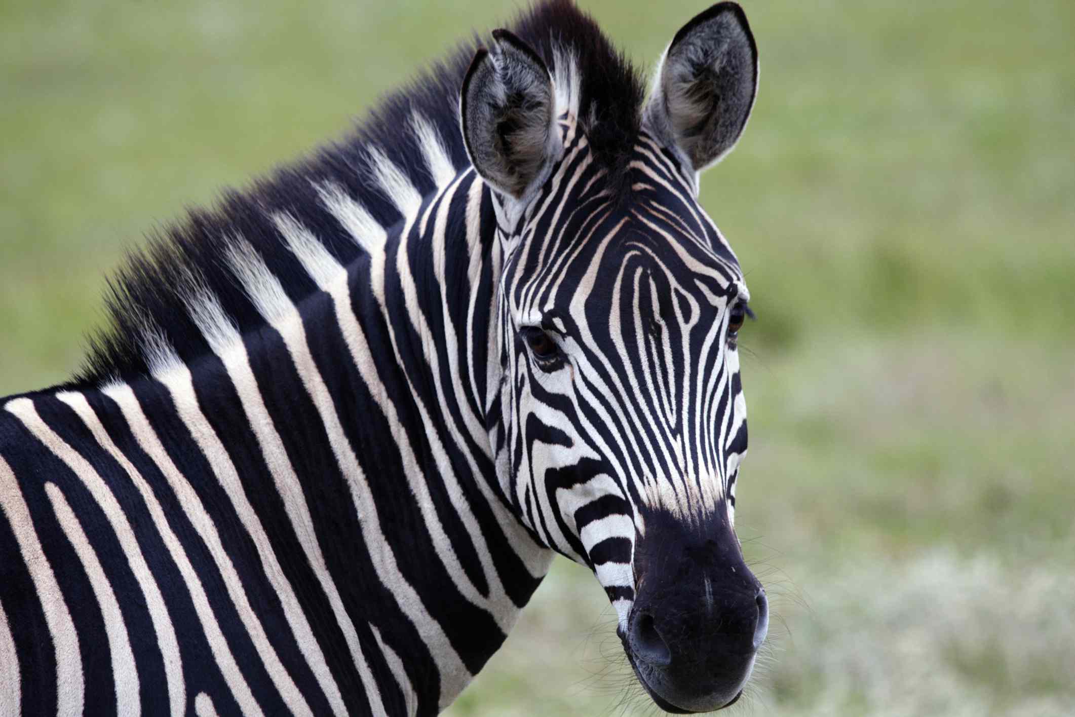 zebra | Library of Professional Coaching